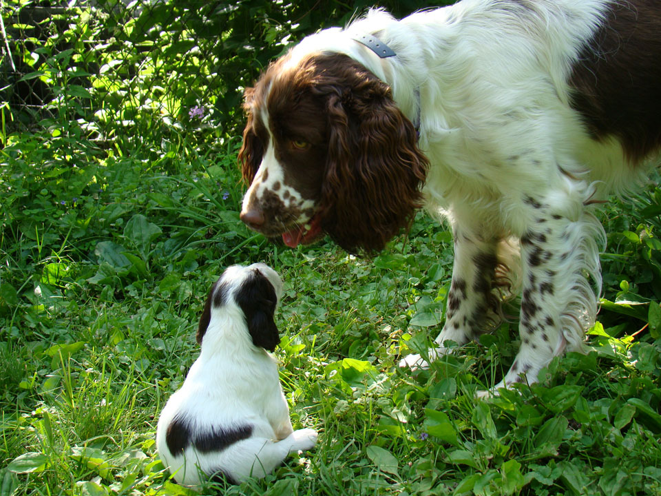 English Springer Spaniels – Maine